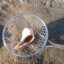 SANDDIPPER SHELL SCOOP - Just Shellin